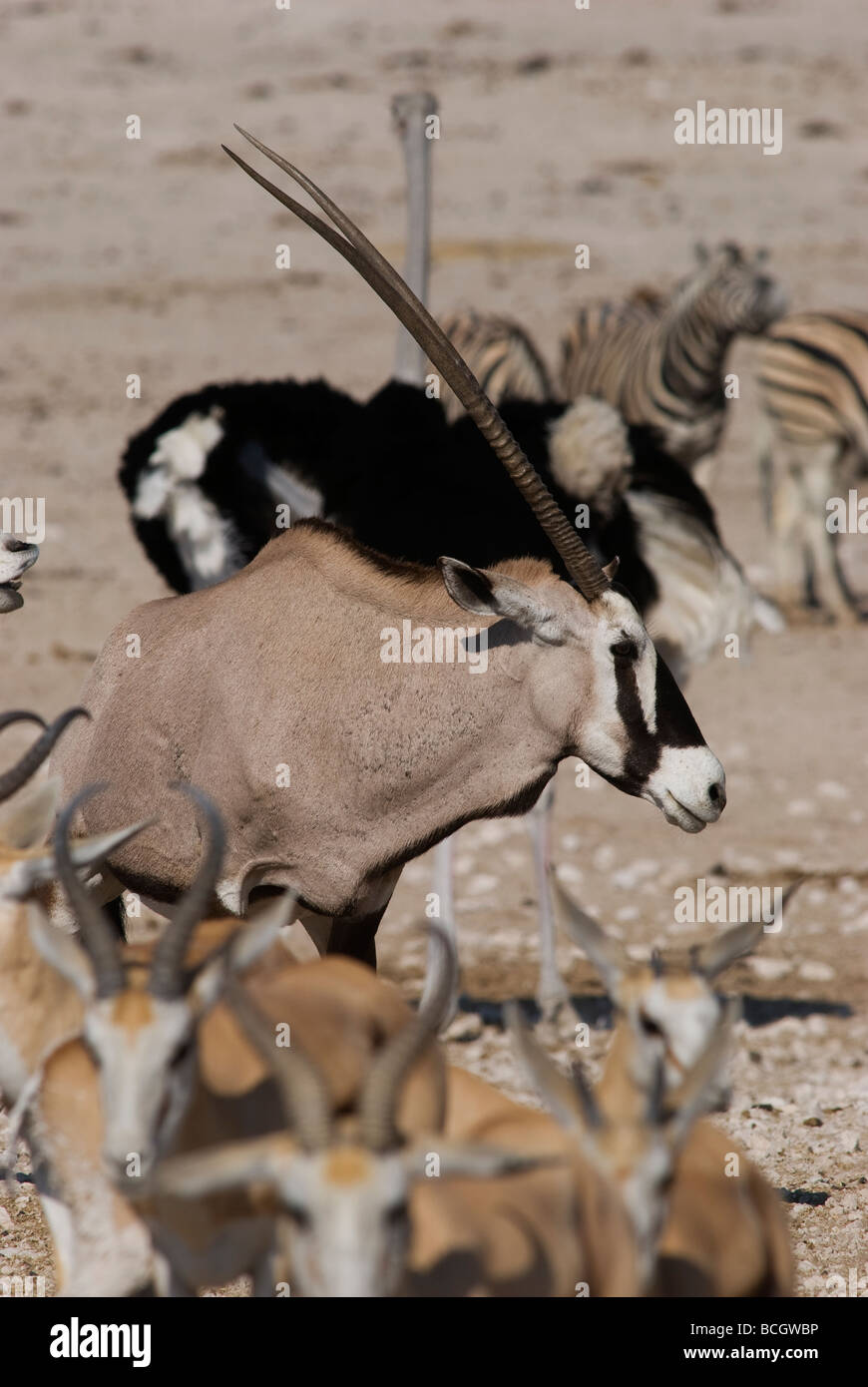 Beisa orix anthelope hi-res stock photography and images - Alamy