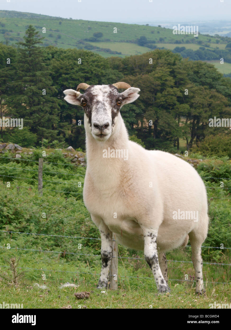 Cornwall countryside england uk sheep hi-res stock photography and ...