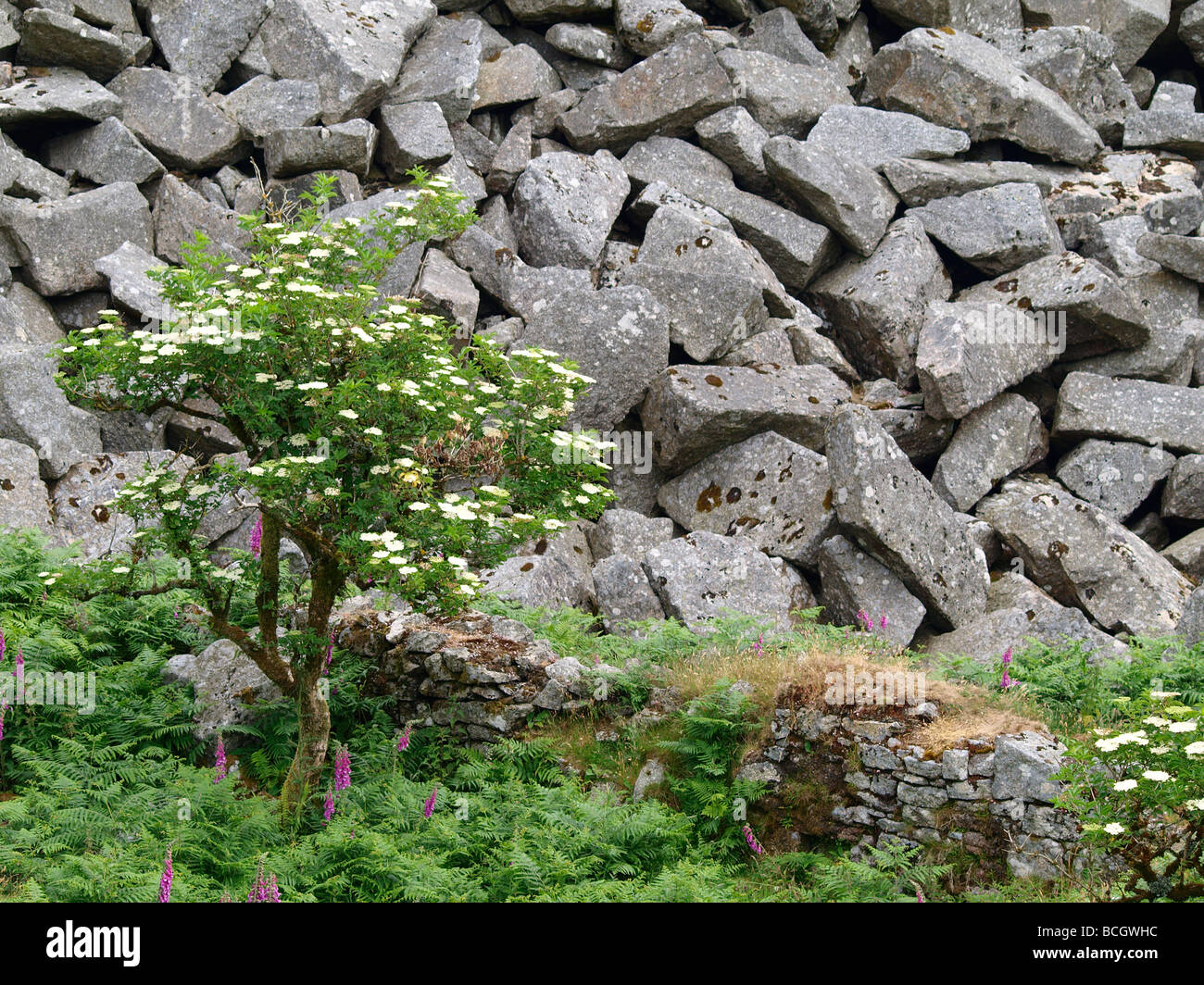 Growing amongst rocks hi-res stock photography and images - Alamy