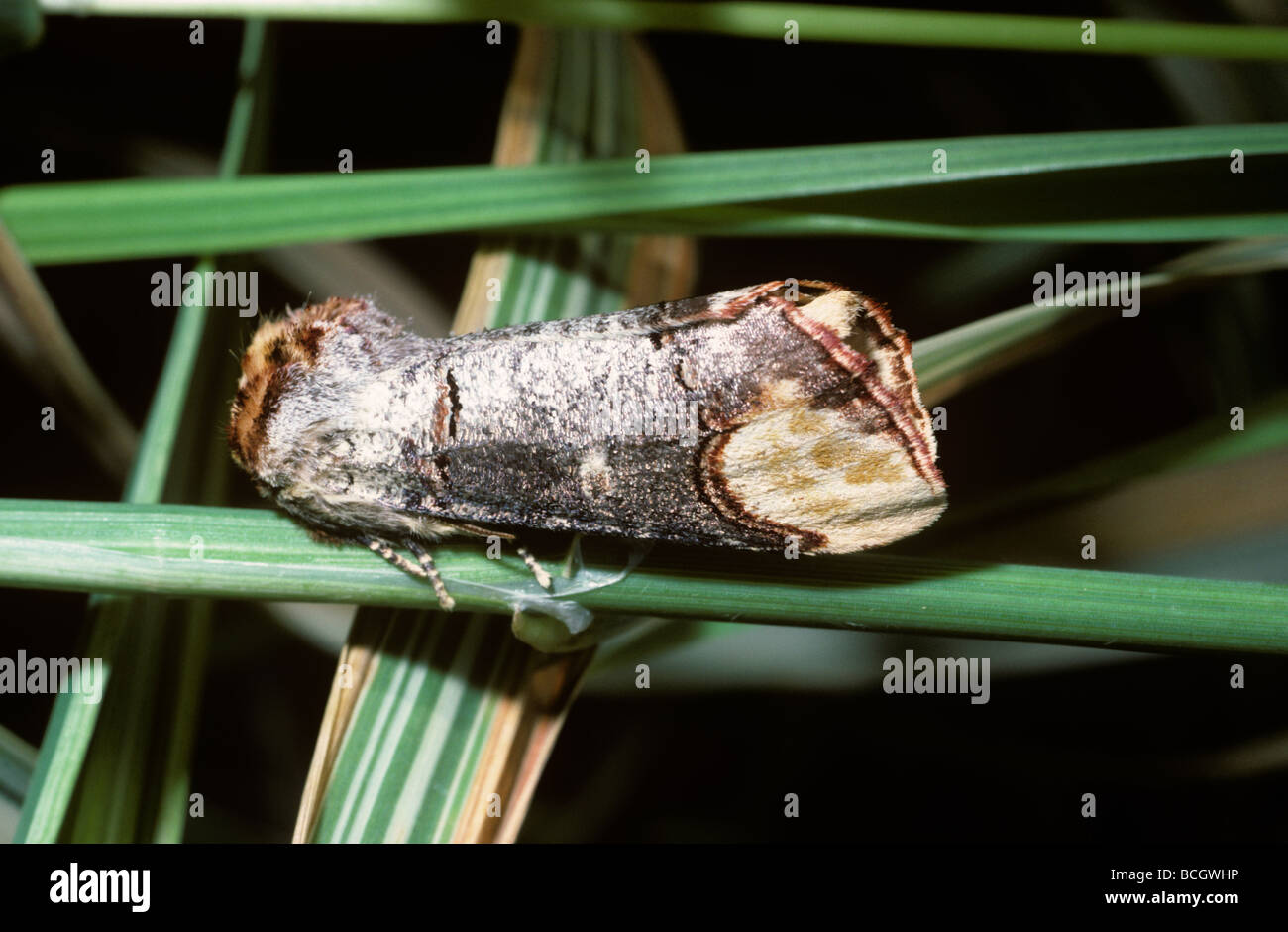 Daytime moths hi-res stock photography and images - Alamy