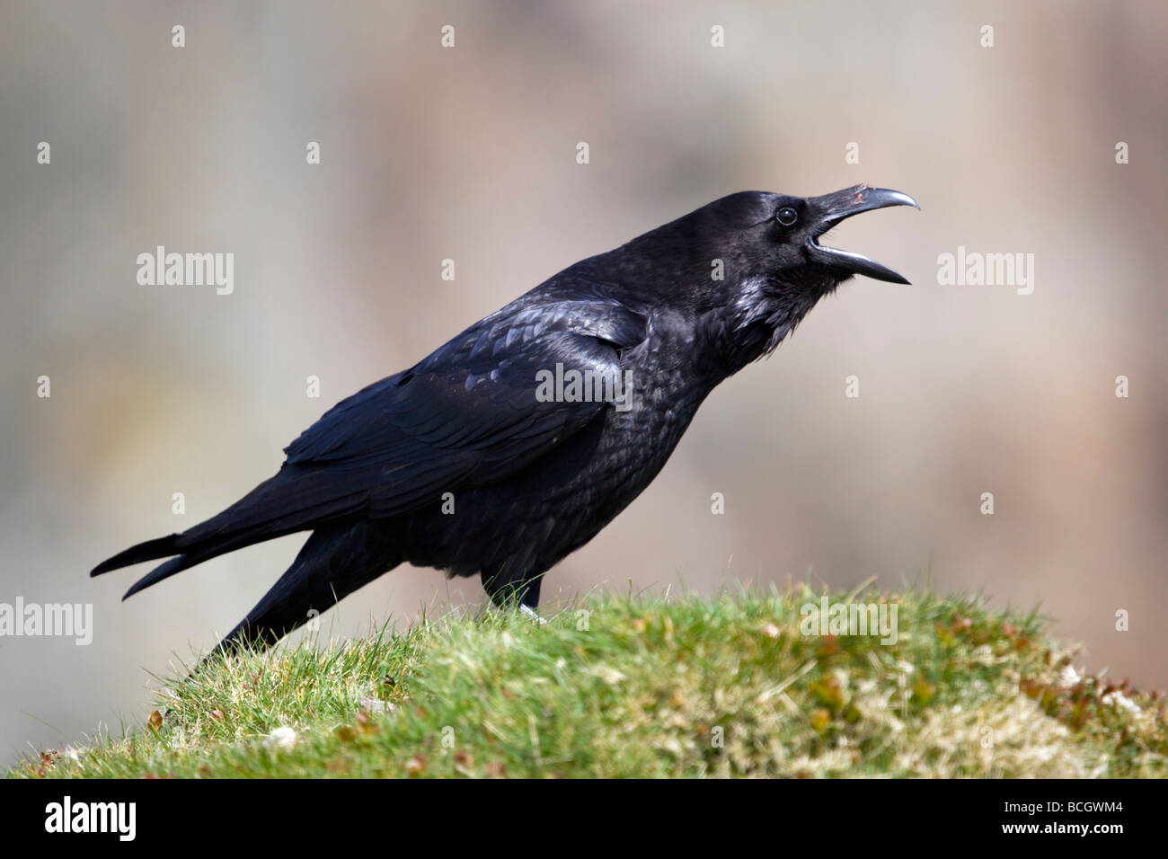Raven hi-res stock photography and images - Alamy