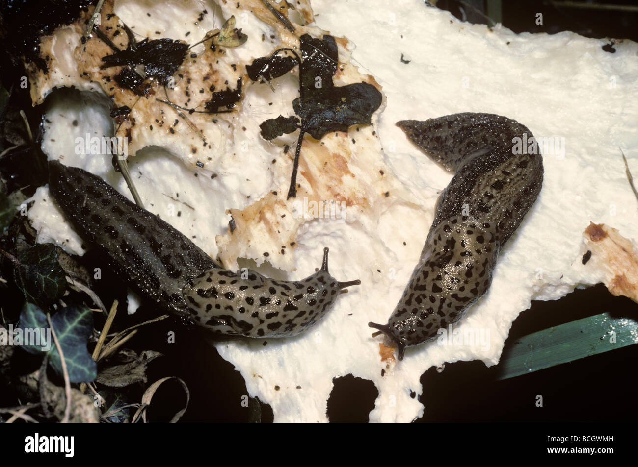 Great grey slug Limax maximus Limacidae feeding on a bracket fungus UK ...