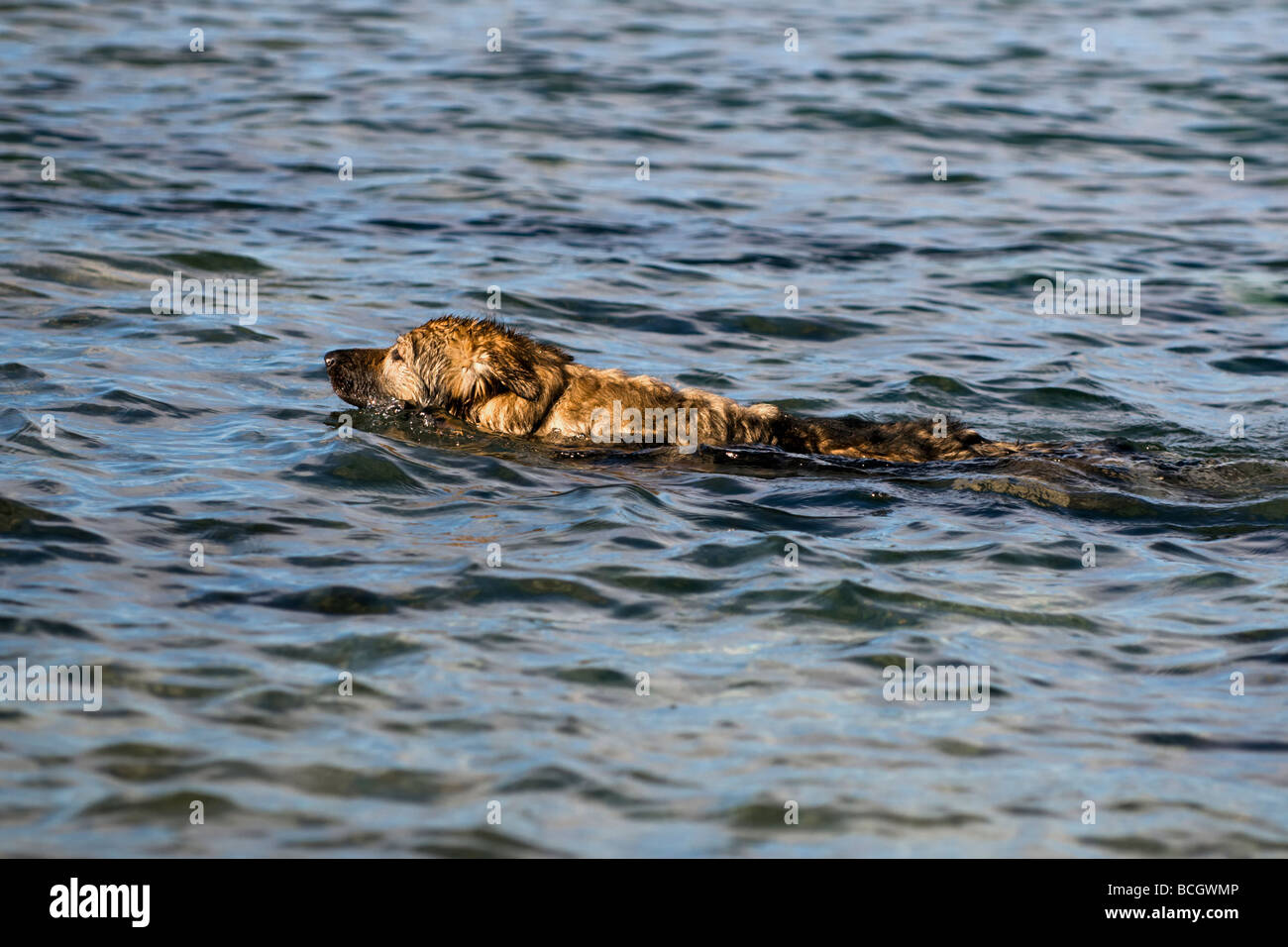 German Shepherd Dog (Alsatian) swimming in Sea at Balnakeil bay ...