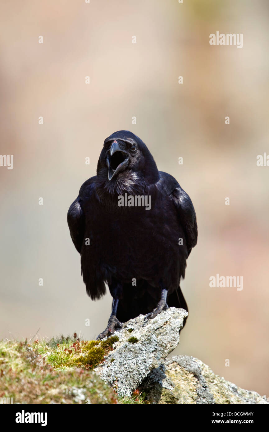 Raven hi-res stock photography and images - Alamy