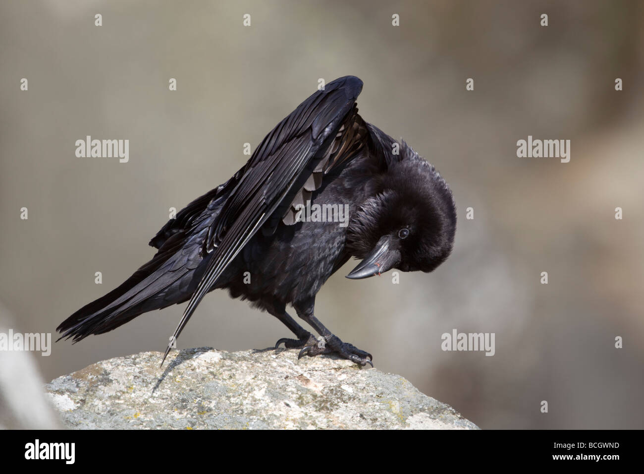 Raven hi-res stock photography and images - Alamy