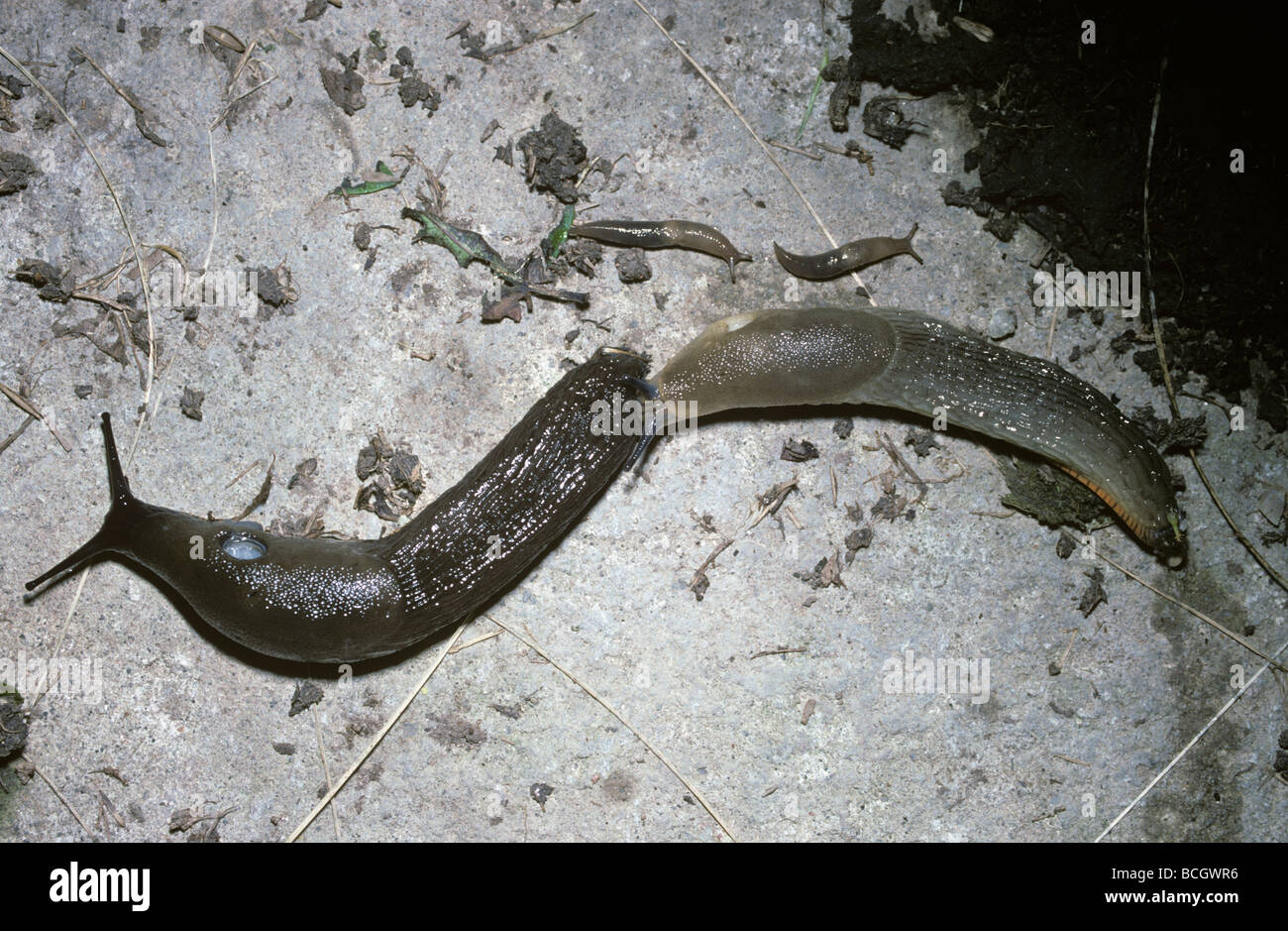 Arionidae hi-res stock photography and images - Alamy