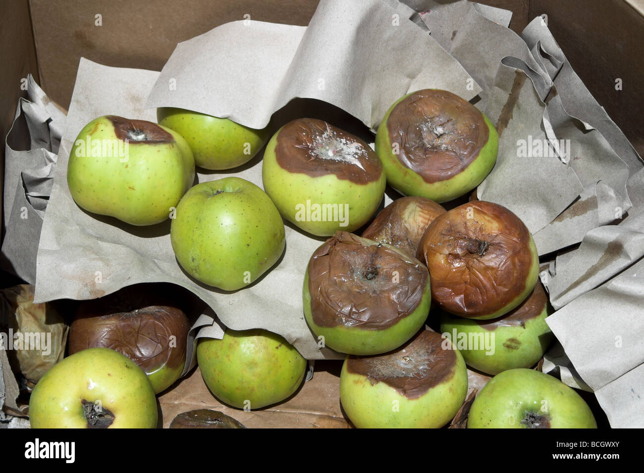 Rotten apples in crate hi-res stock photography and images - Alamy