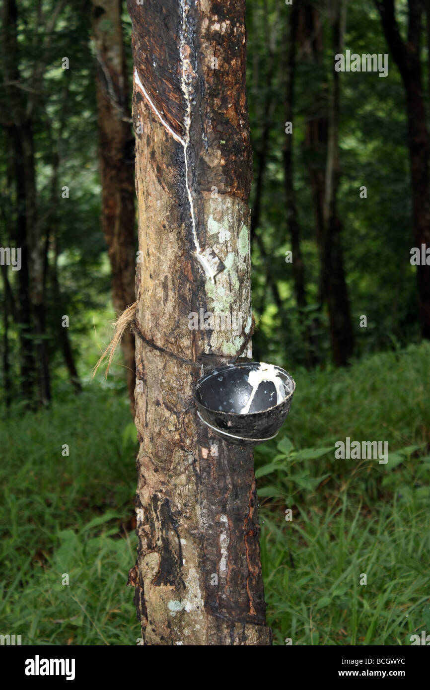 Rubber tree hi-res stock photography and images - Alamy