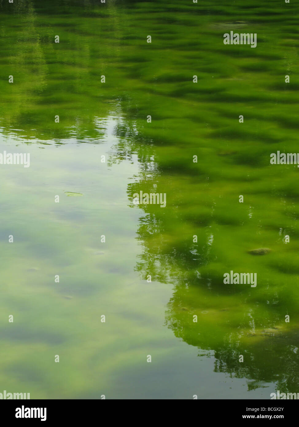 green alga in shallow pond Stock Photo - Alamy