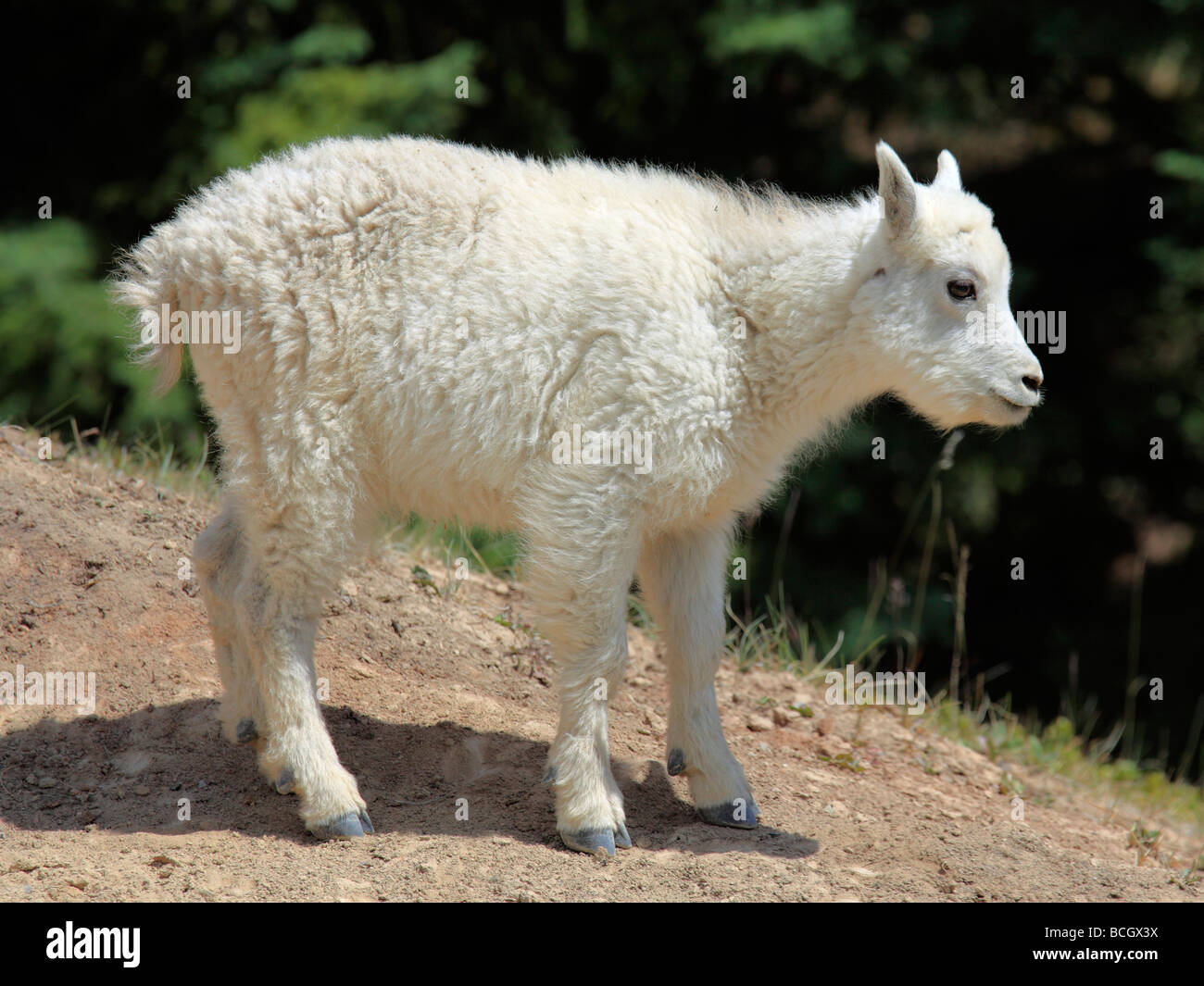 Canada Alberta Jasper National Park mountain goat kid oreamnos ...