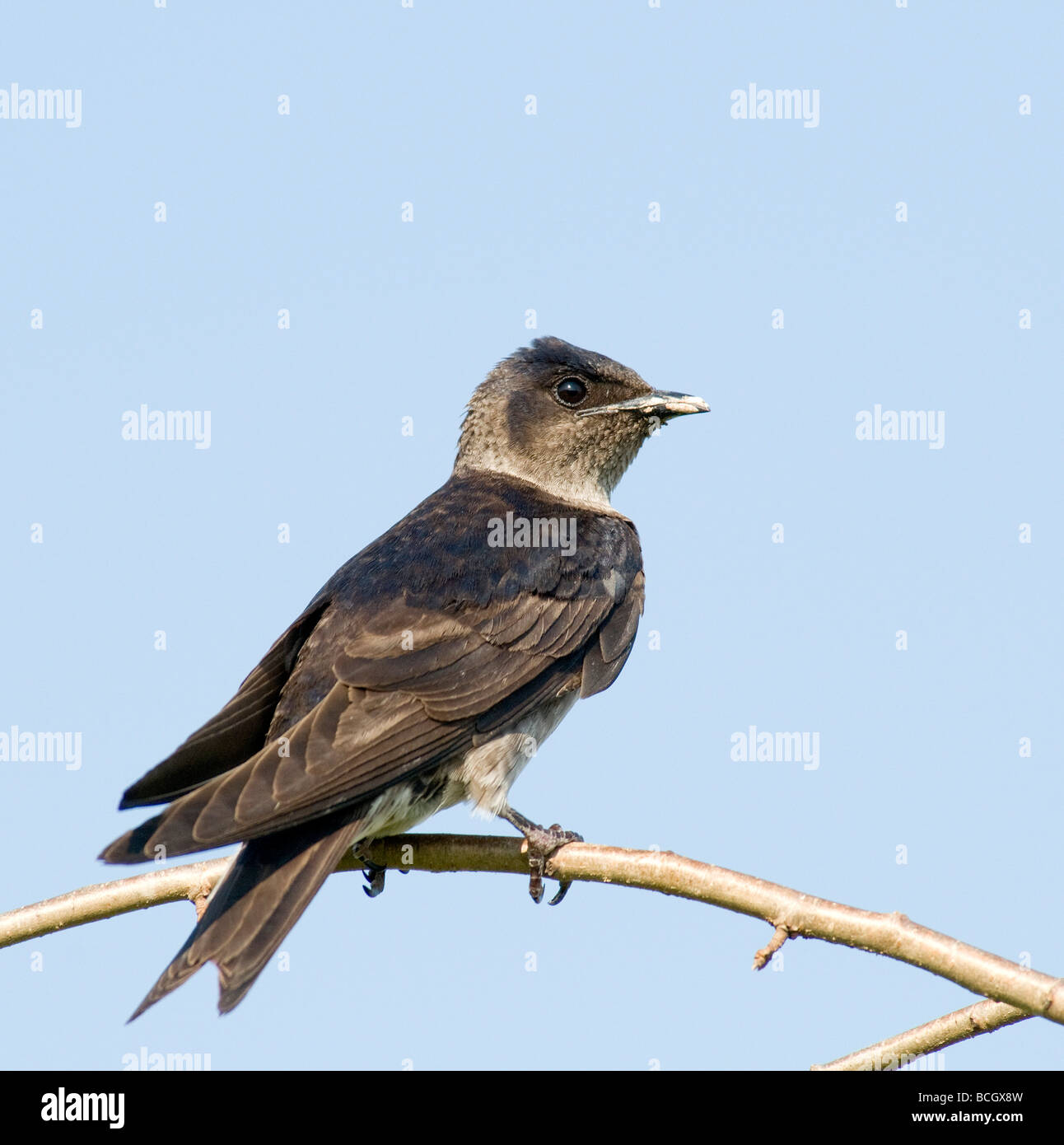Purple martin progne subis hi-res stock photography and images - Alamy