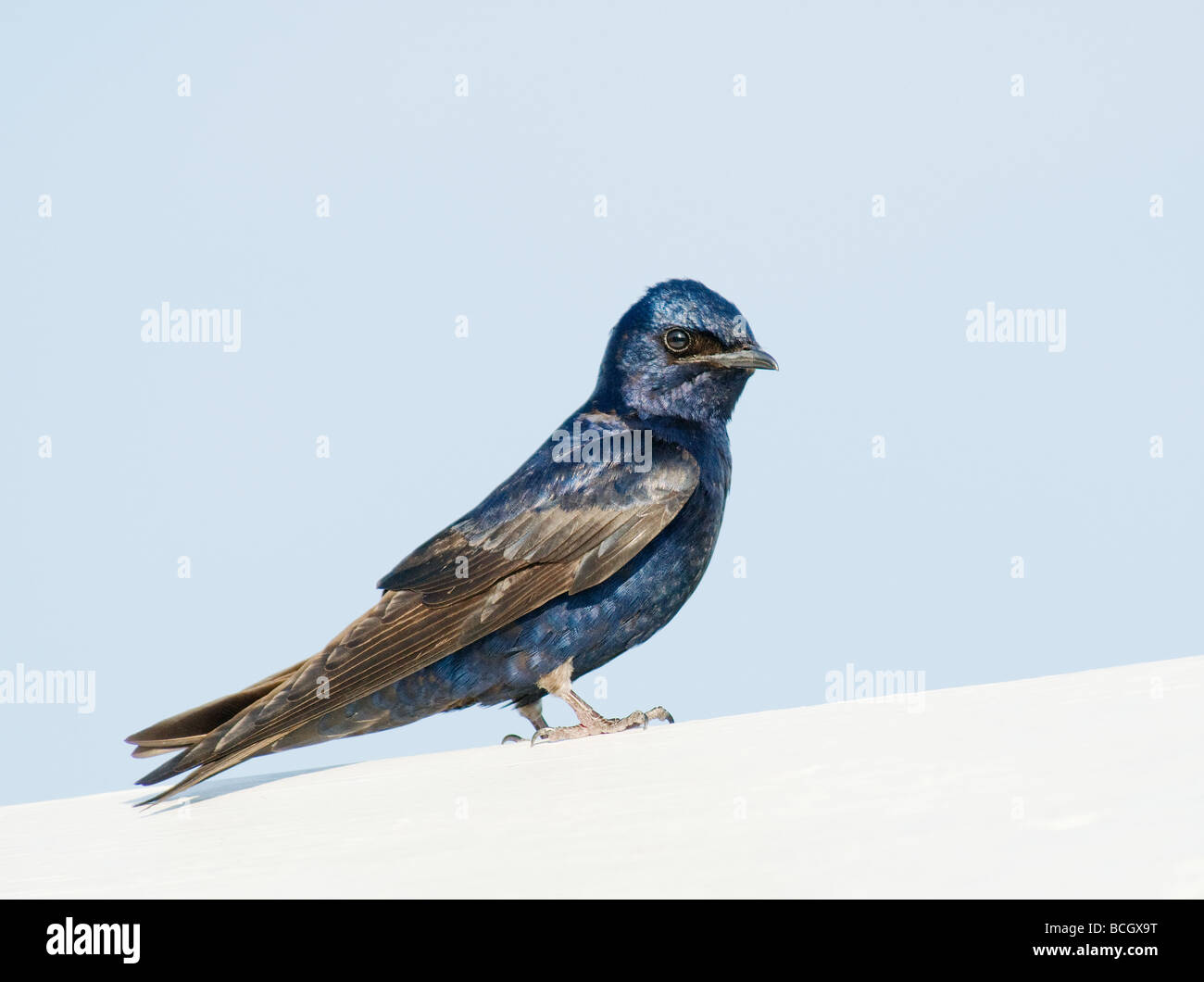 Purple martin hi-res stock photography and images - Alamy