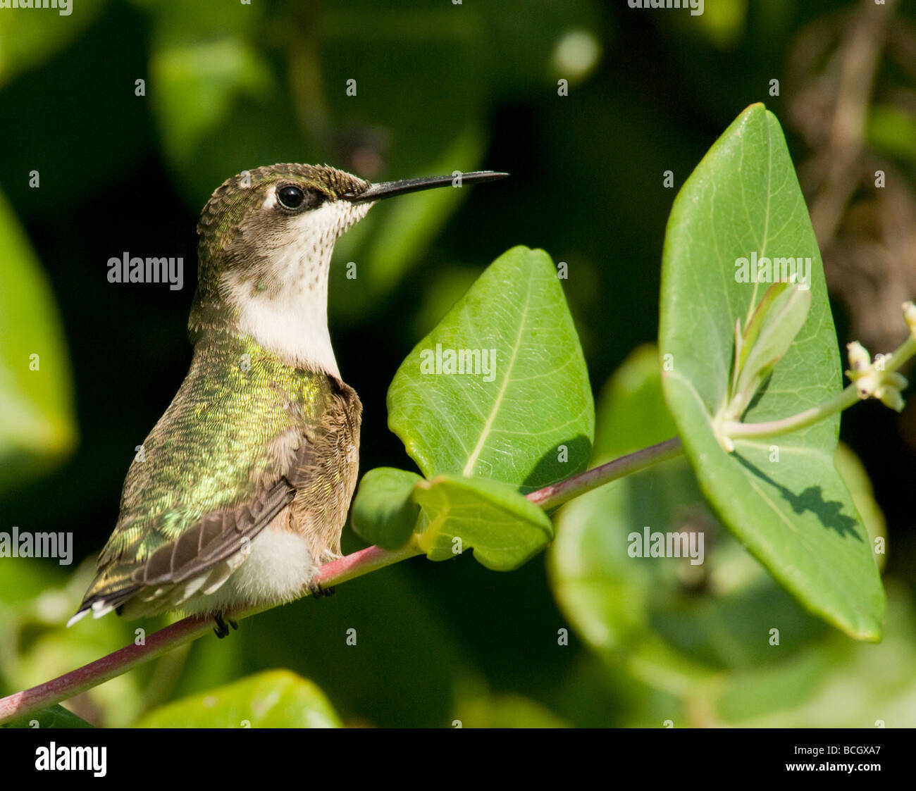 Ruby-throated Hummingbird (Archilochus colubris Stock Photo - Alamy