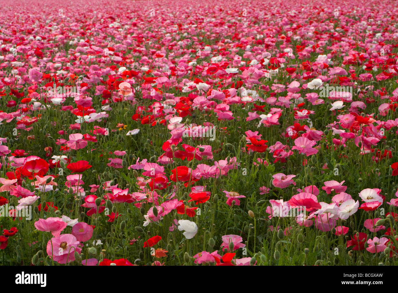 Field of Poppies Stock Photo - Alamy