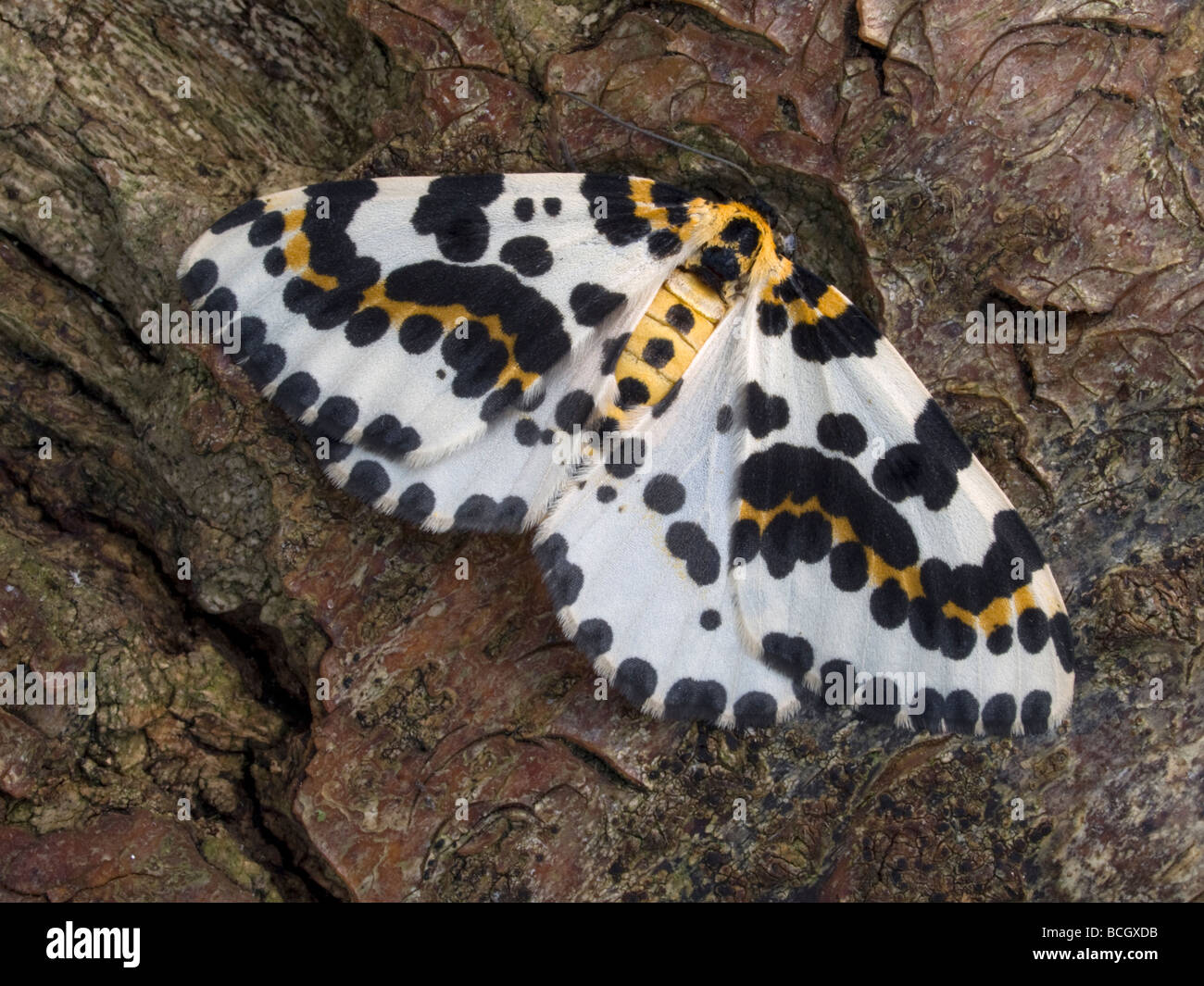 Magpie moth hi-res stock photography and images - Alamy