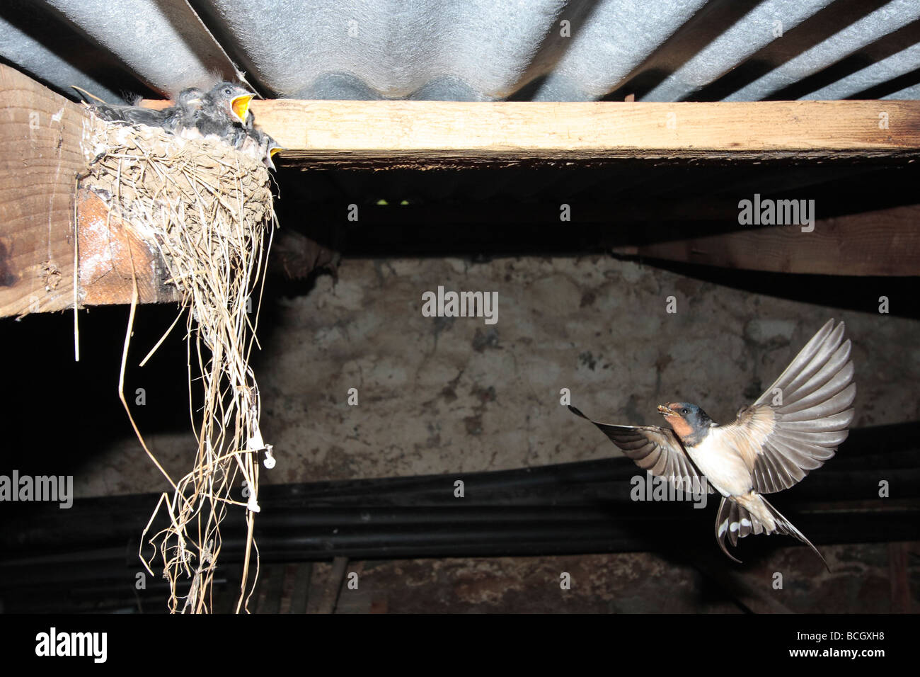 Barn swallow nests hi-res stock photography and images - Alamy