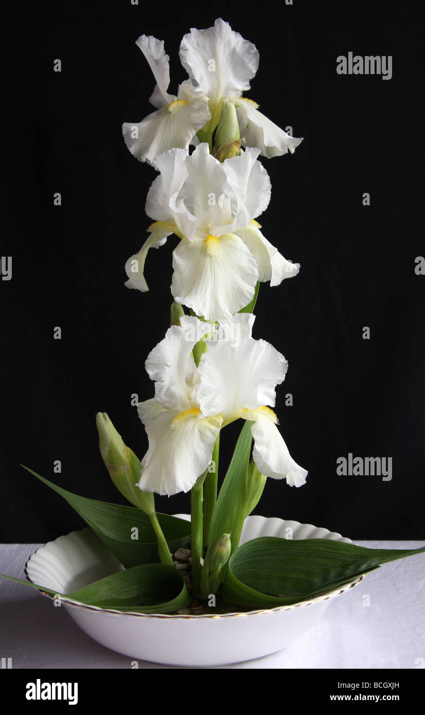 Iris Flower Design Stock Photo - Alamy