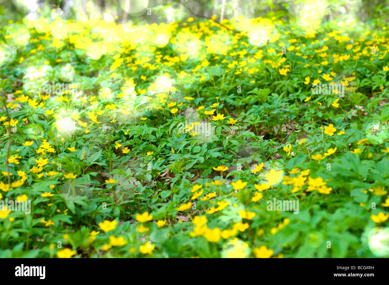 Stream and buttercup field hi-res stock photography and images - Alamy