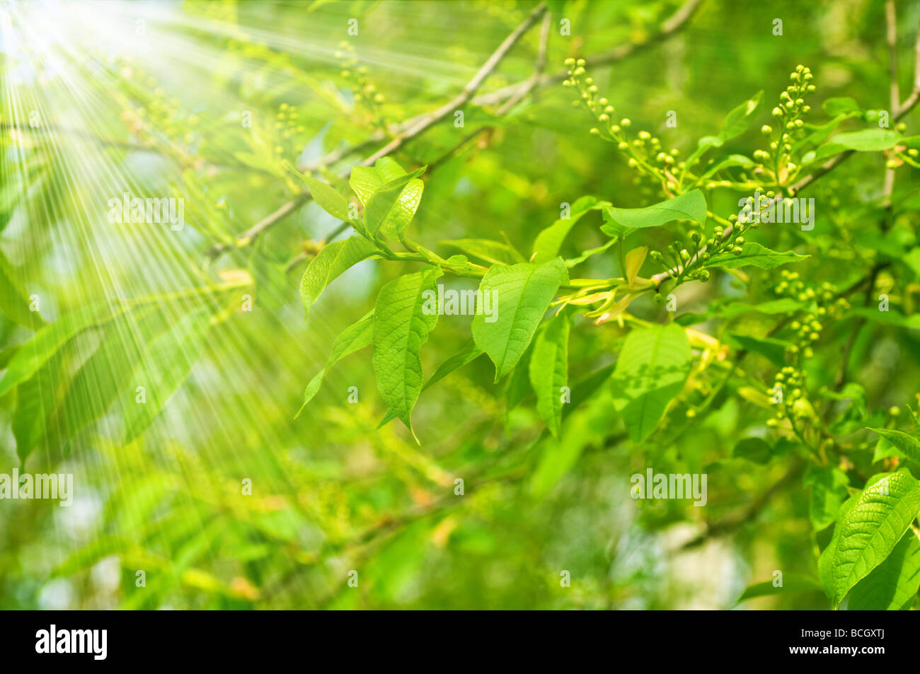 Fresh green eaves in forest Stock Photo - Alamy