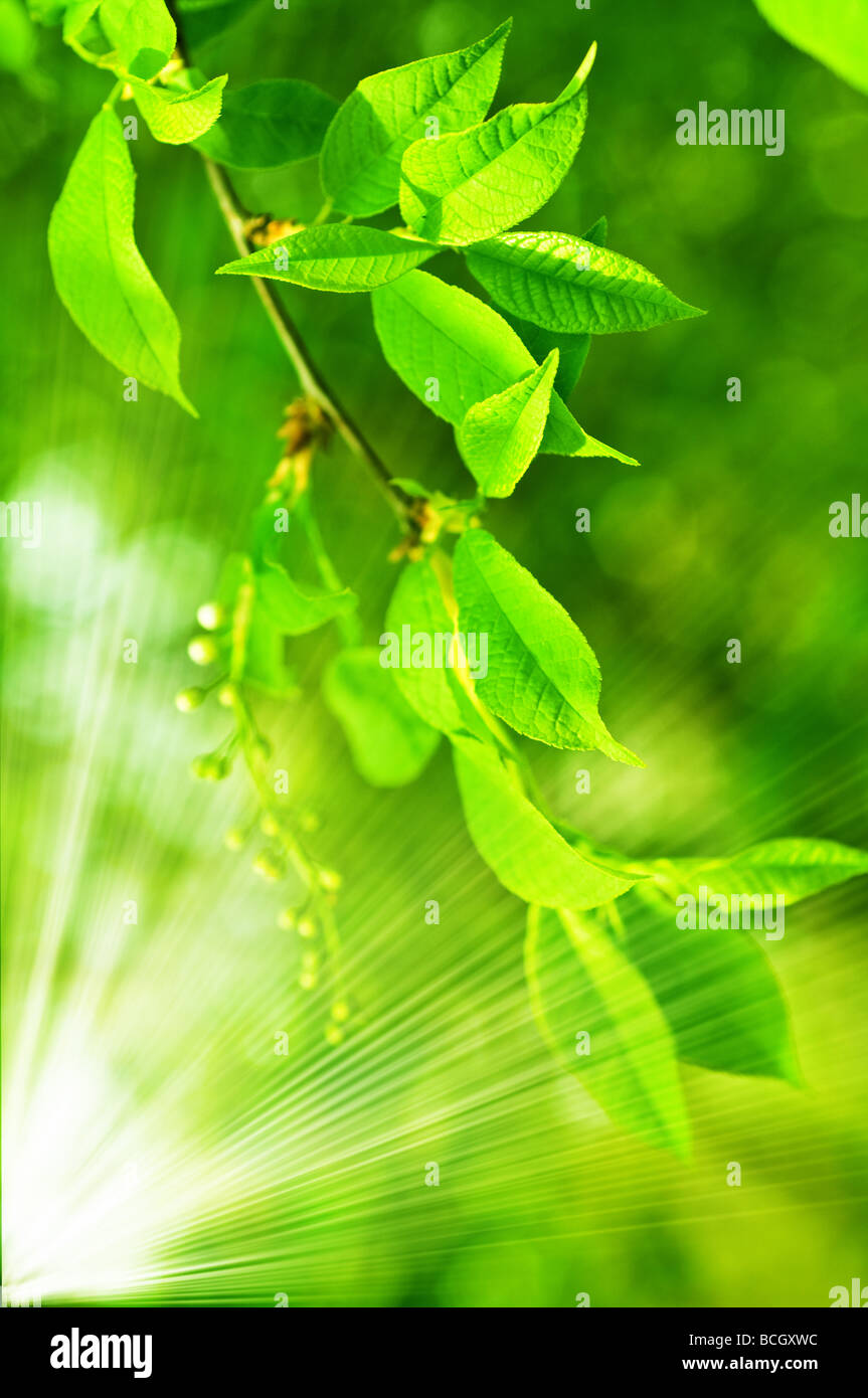 Fresh green eaves in forest Stock Photo - Alamy