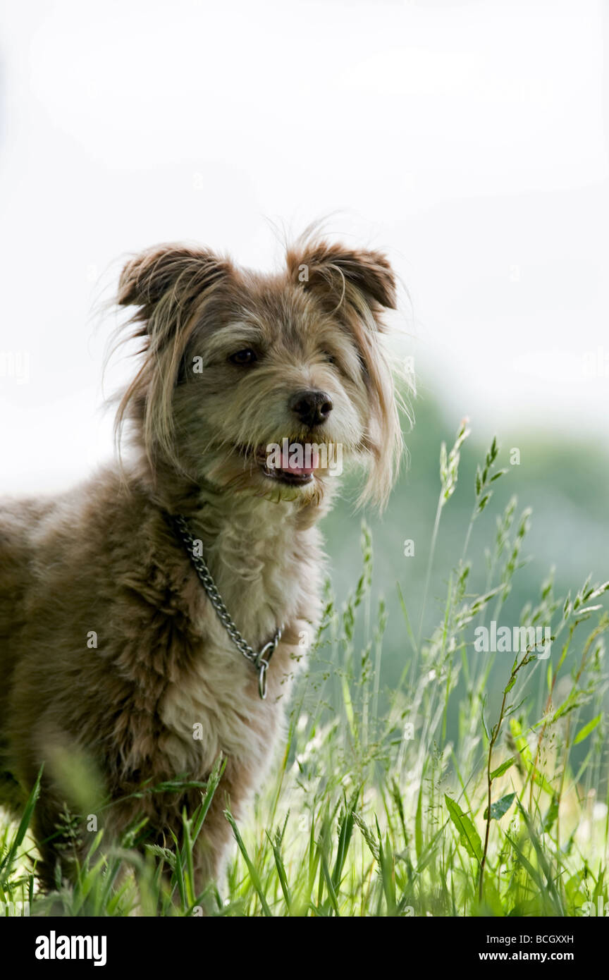 Cute, fluffy, unusual k9 dog in relaxed pose with adorable fluffy ears ...