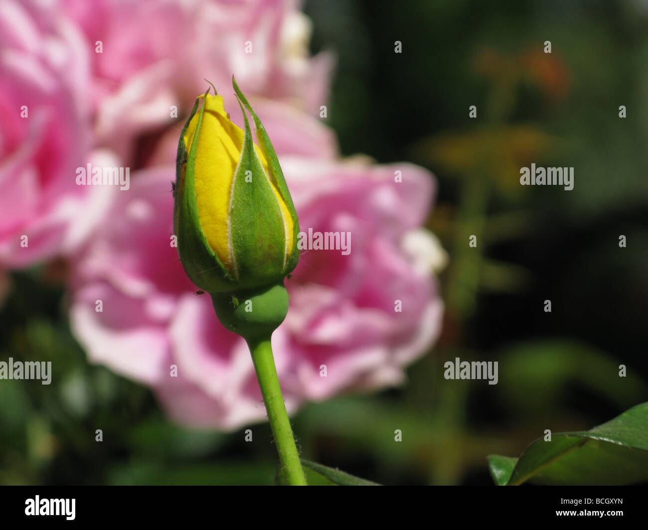 close up detail of yellow rose bud in garden Stock Photo - Alamy
