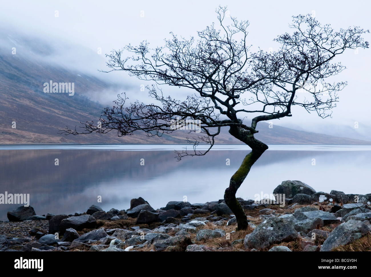 Solitary tree on shore loch hi-res stock photography and images - Alamy