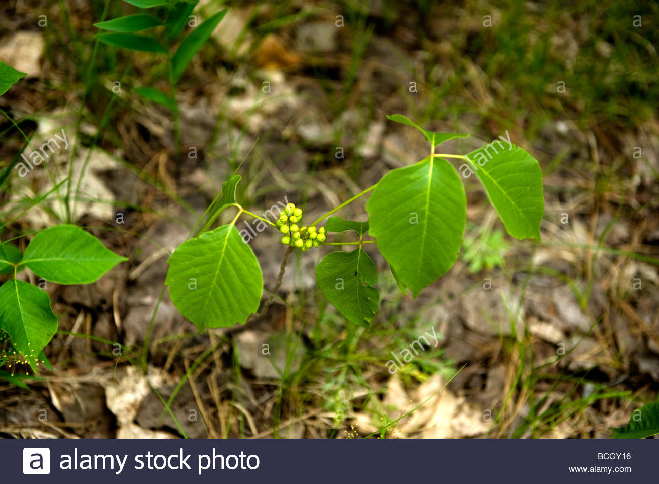 Poison Ivy Berries High Resolution Stock Photography and Images - Alamy