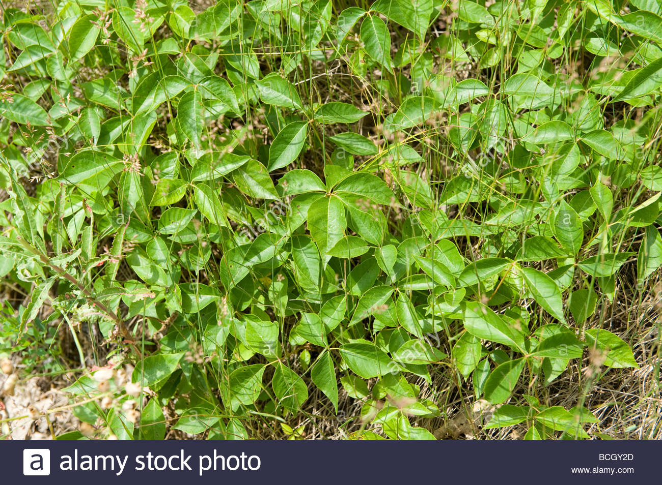 Poison Ivy High Resolution Stock Photography and Images - Alamy