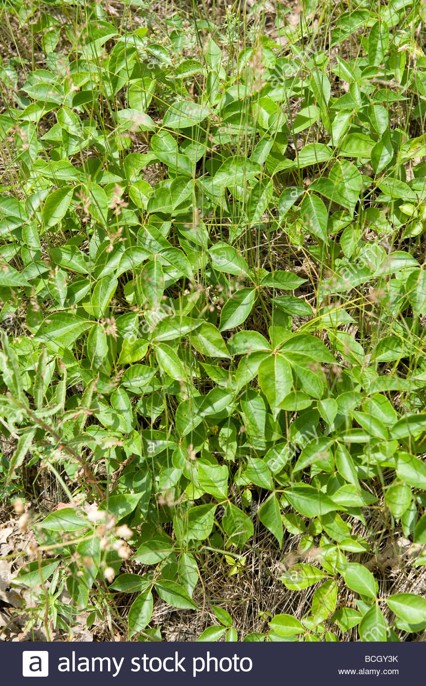 Poison Ivy Berries High Resolution Stock Photography and Images - Alamy