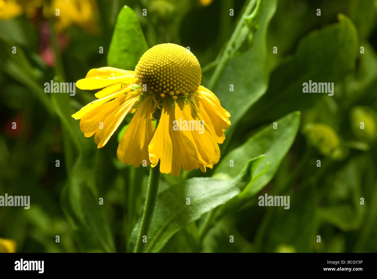 Helenium 'The Bishop' Stock Photo - Alamy
