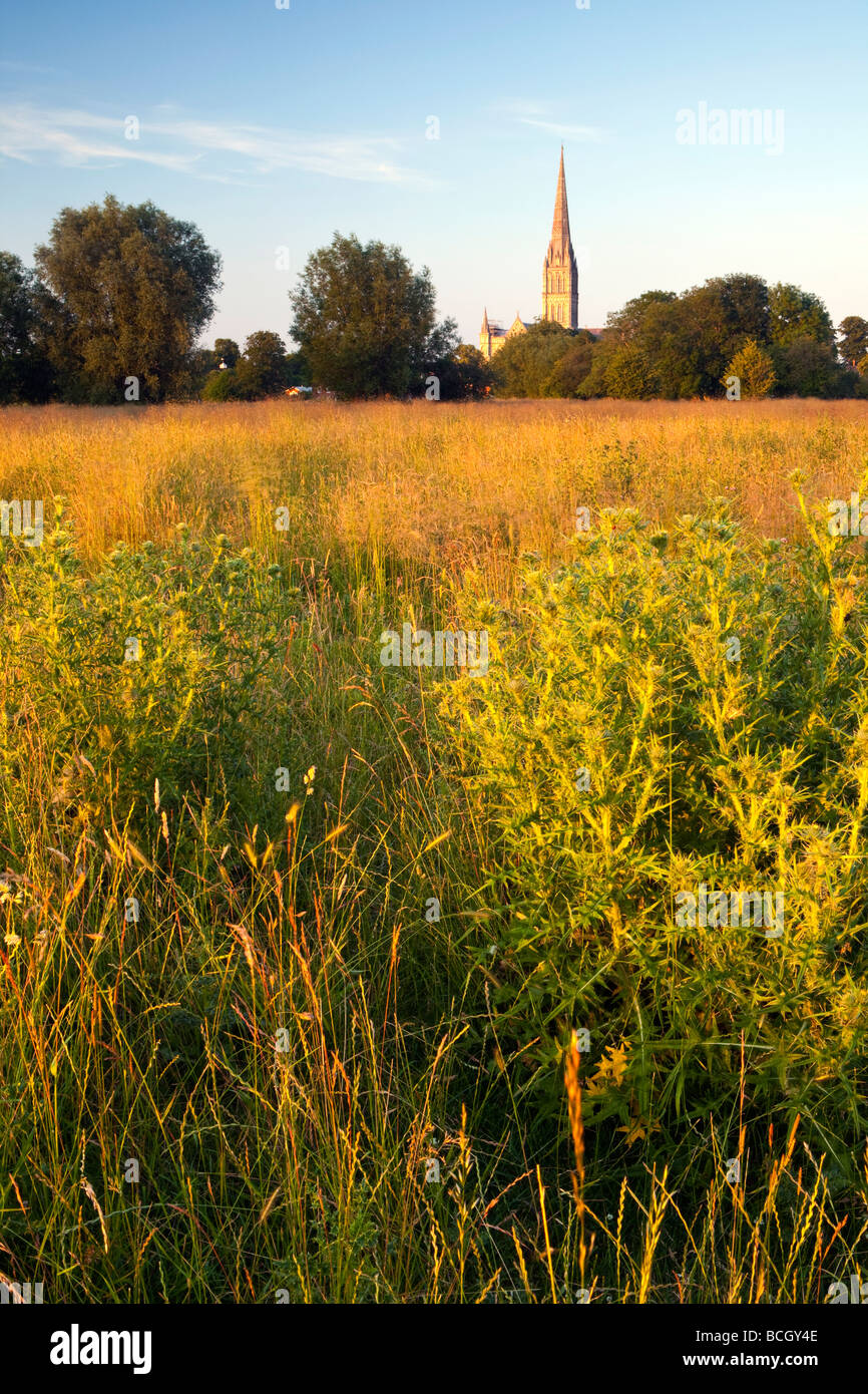 Cathedral from the water meadows salisbury hi-res stock photography and ...
