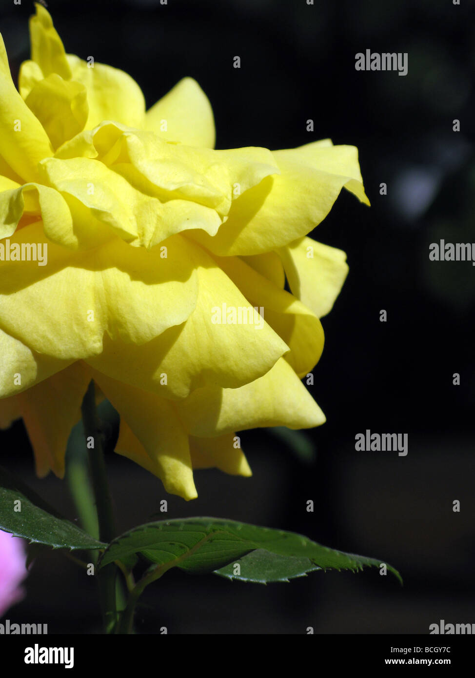 close up detail of yellow rose in garden Stock Photo - Alamy