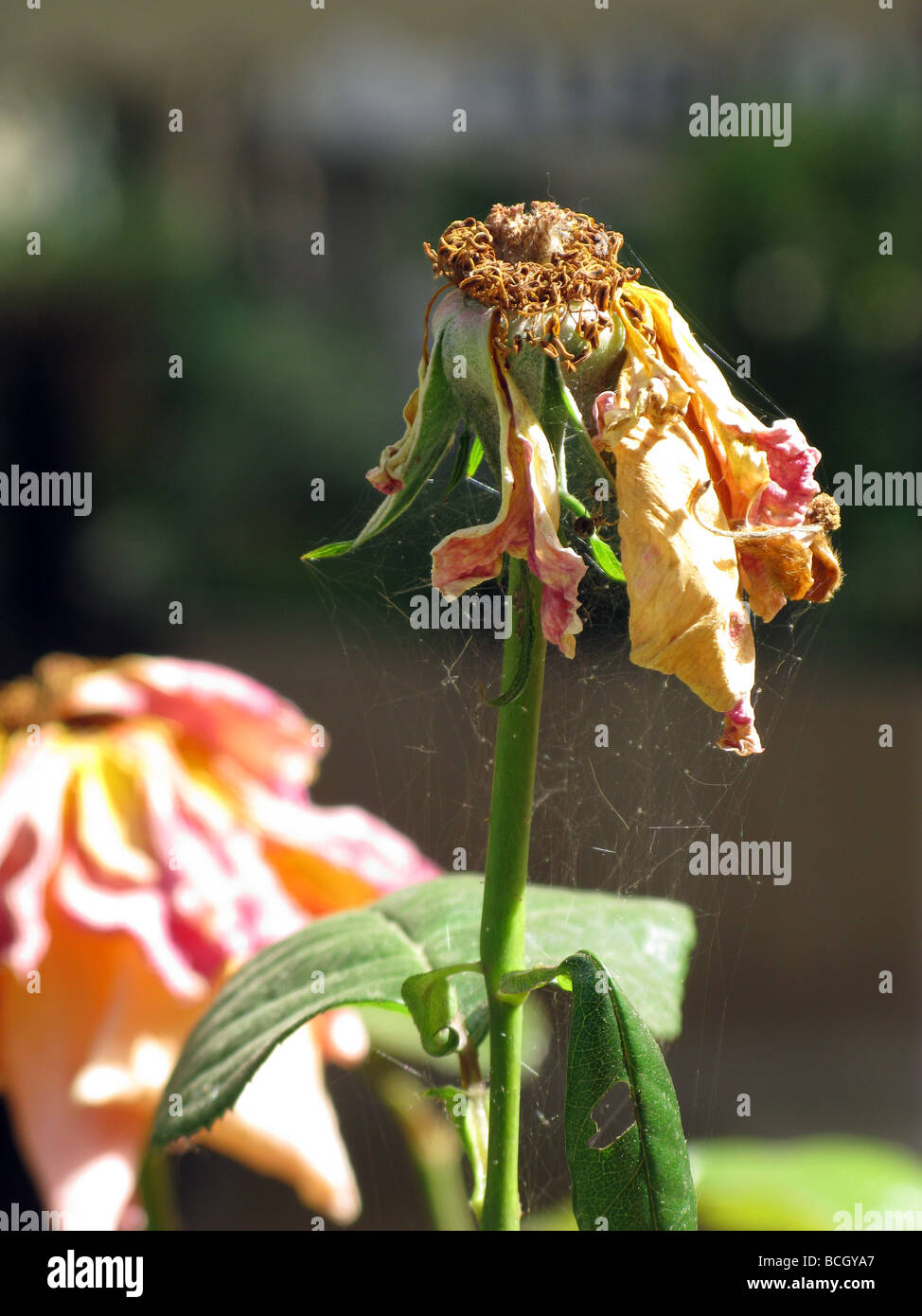 One wilting rose hi-res stock photography and images - Alamy