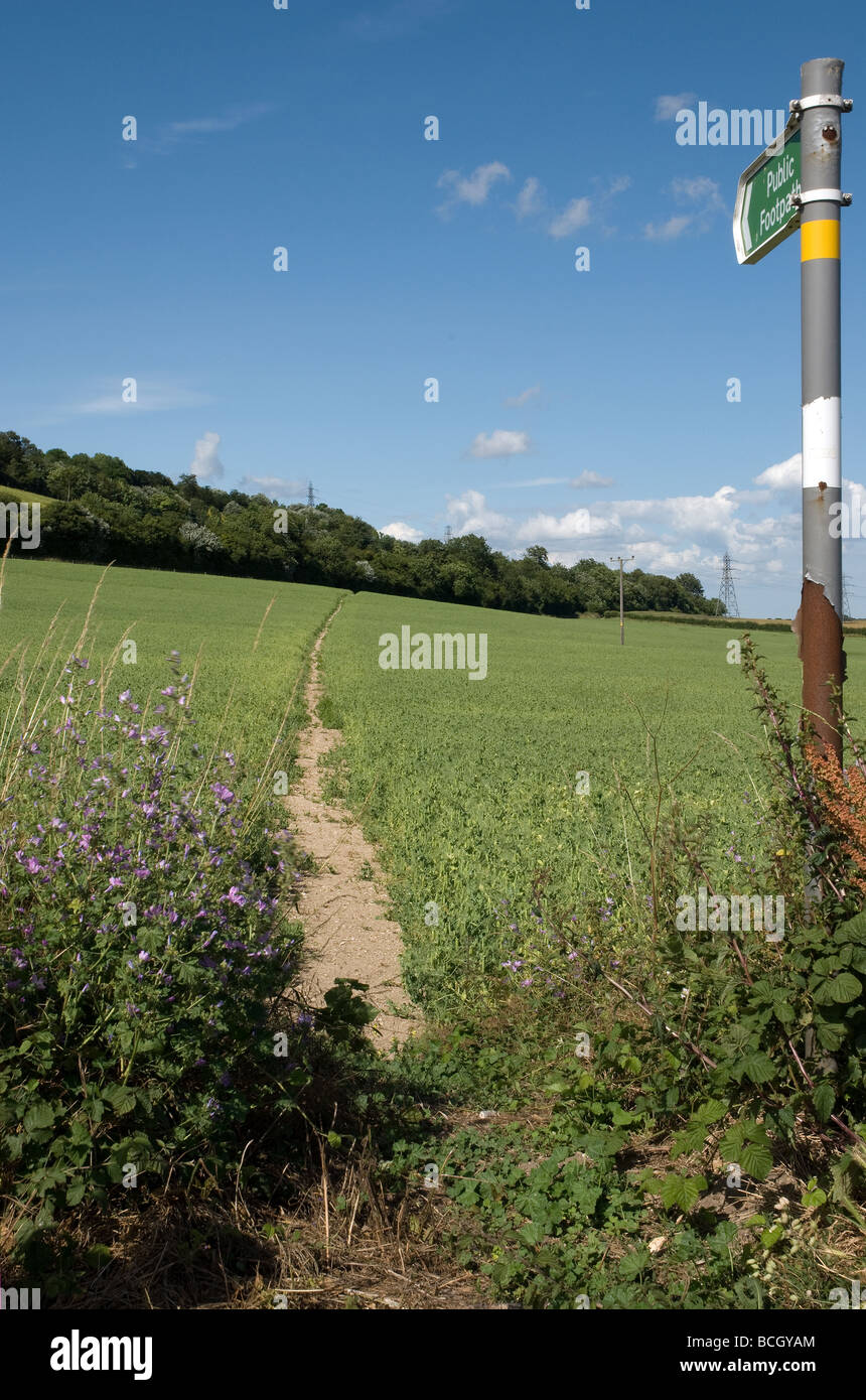 The pilgrims way kent hi-res stock photography and images - Alamy