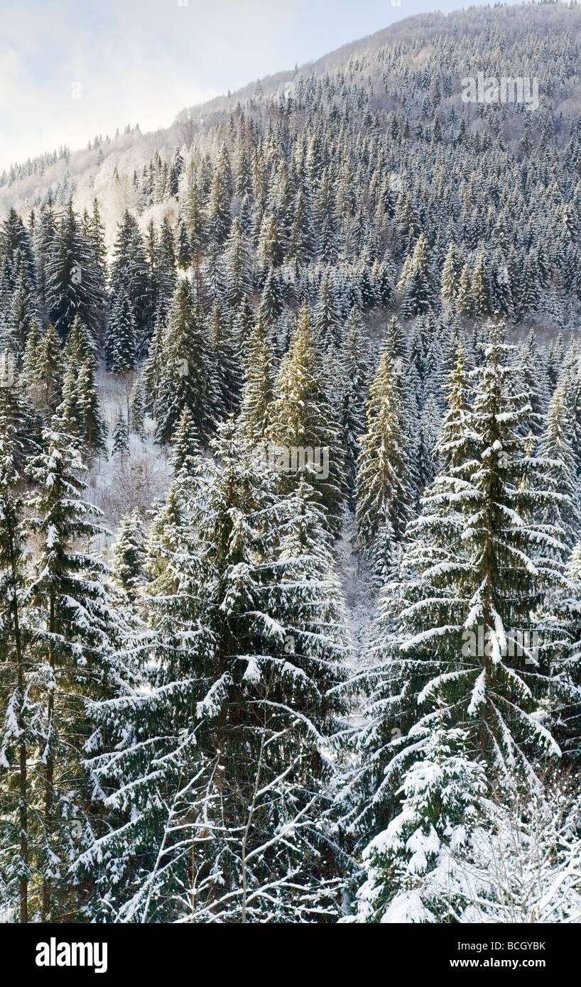 Mountainside covered snowy coniferous trees hi-res stock photography ...