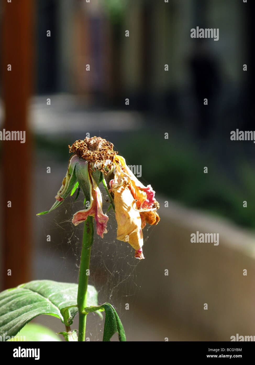 One wilting rose hi-res stock photography and images - Alamy