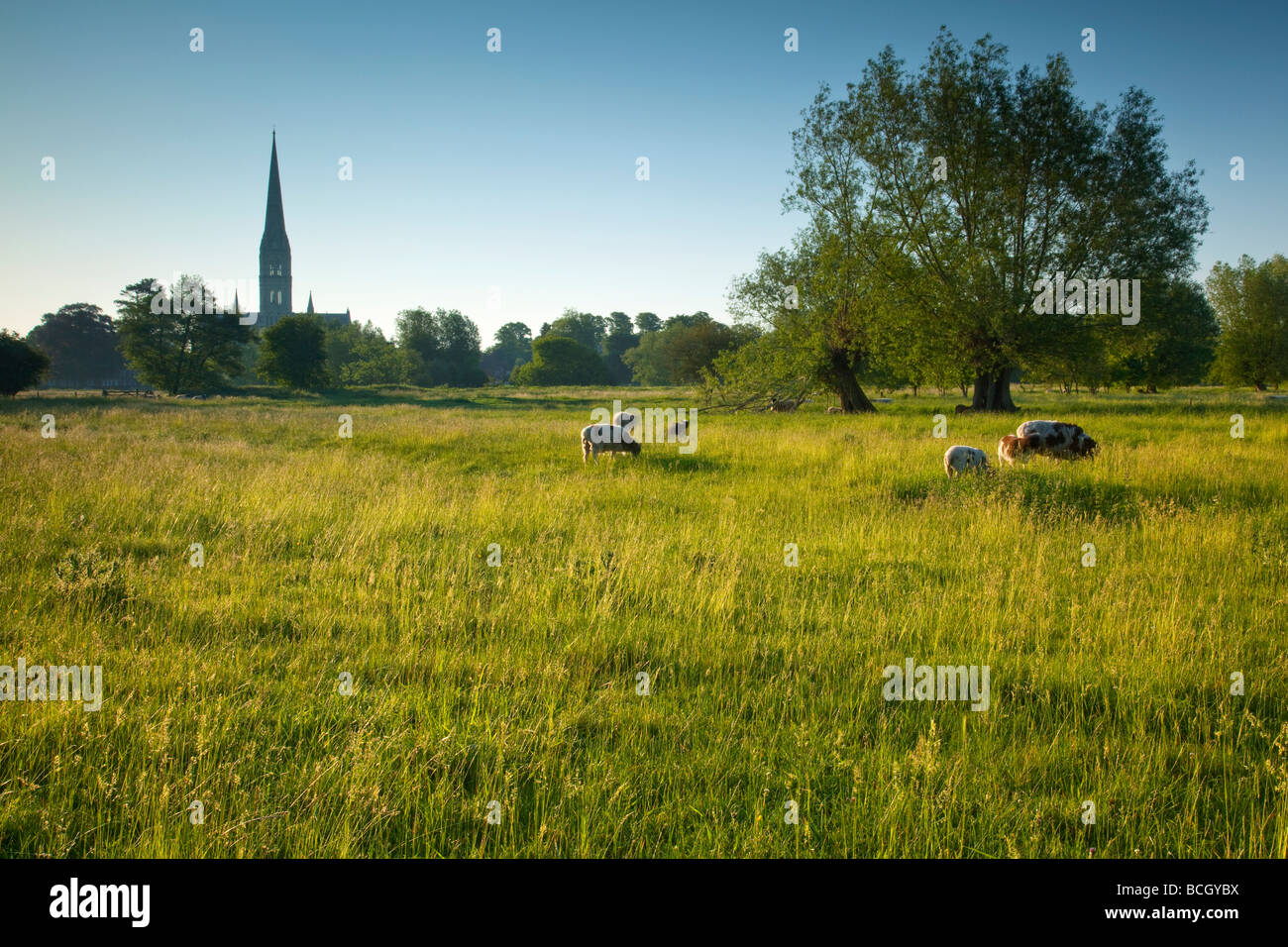 A view of Salisbury Cathedral taken from Harnham Water Meadows Stock ...