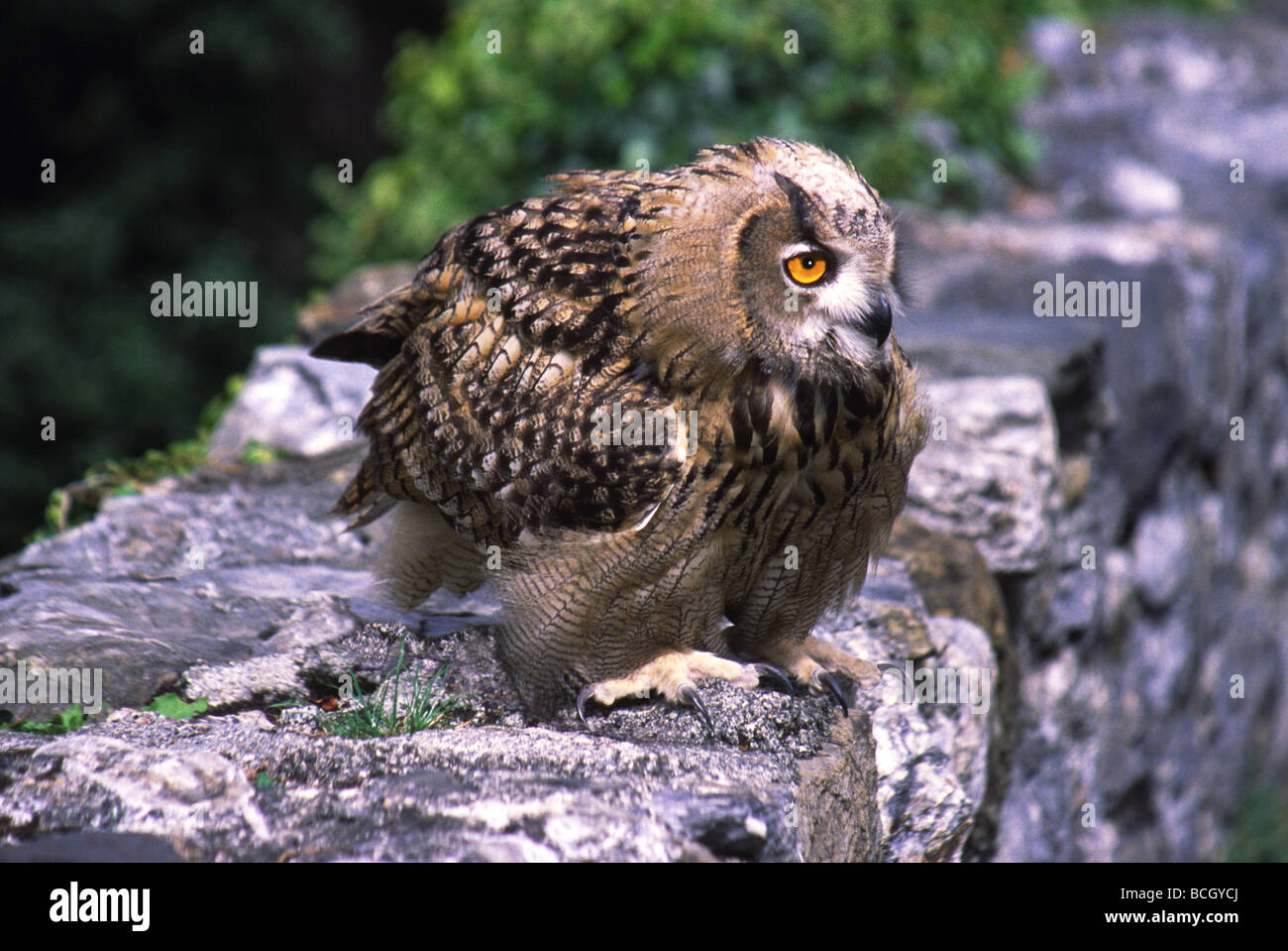 Eagle Owl alert and standing on the ground Stock Photo - Alamy