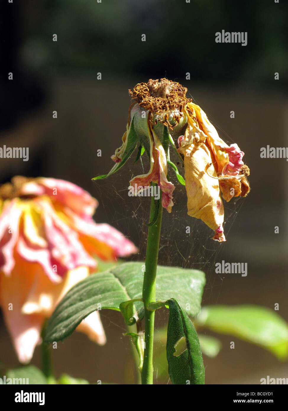 One wilting rose hi-res stock photography and images - Alamy
