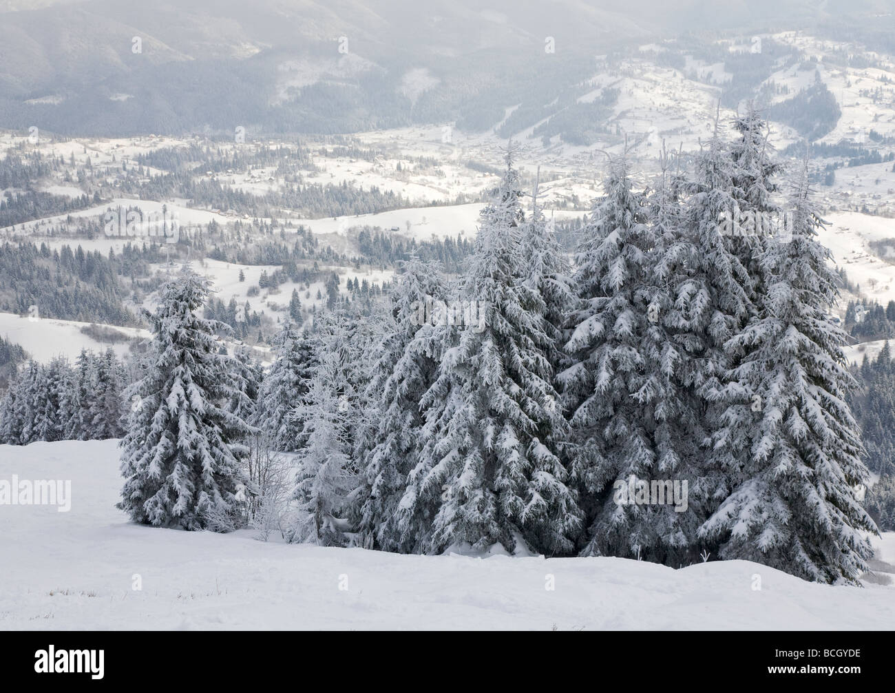 winter overcast day mountain landscape with snow covered spruce trees ...