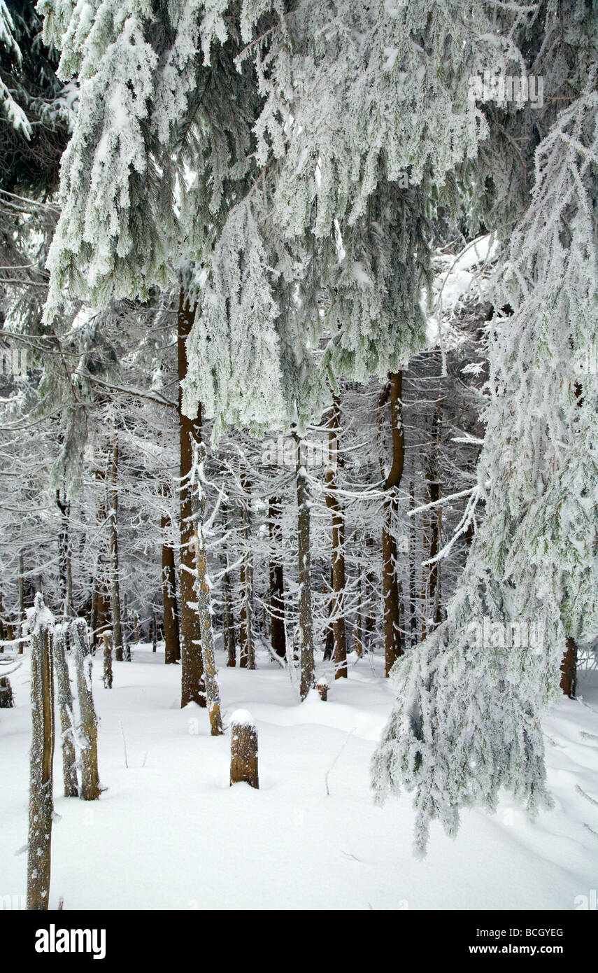 Spruce Trees In Snow Wild Free Images : Landscape, Tree, Nature,