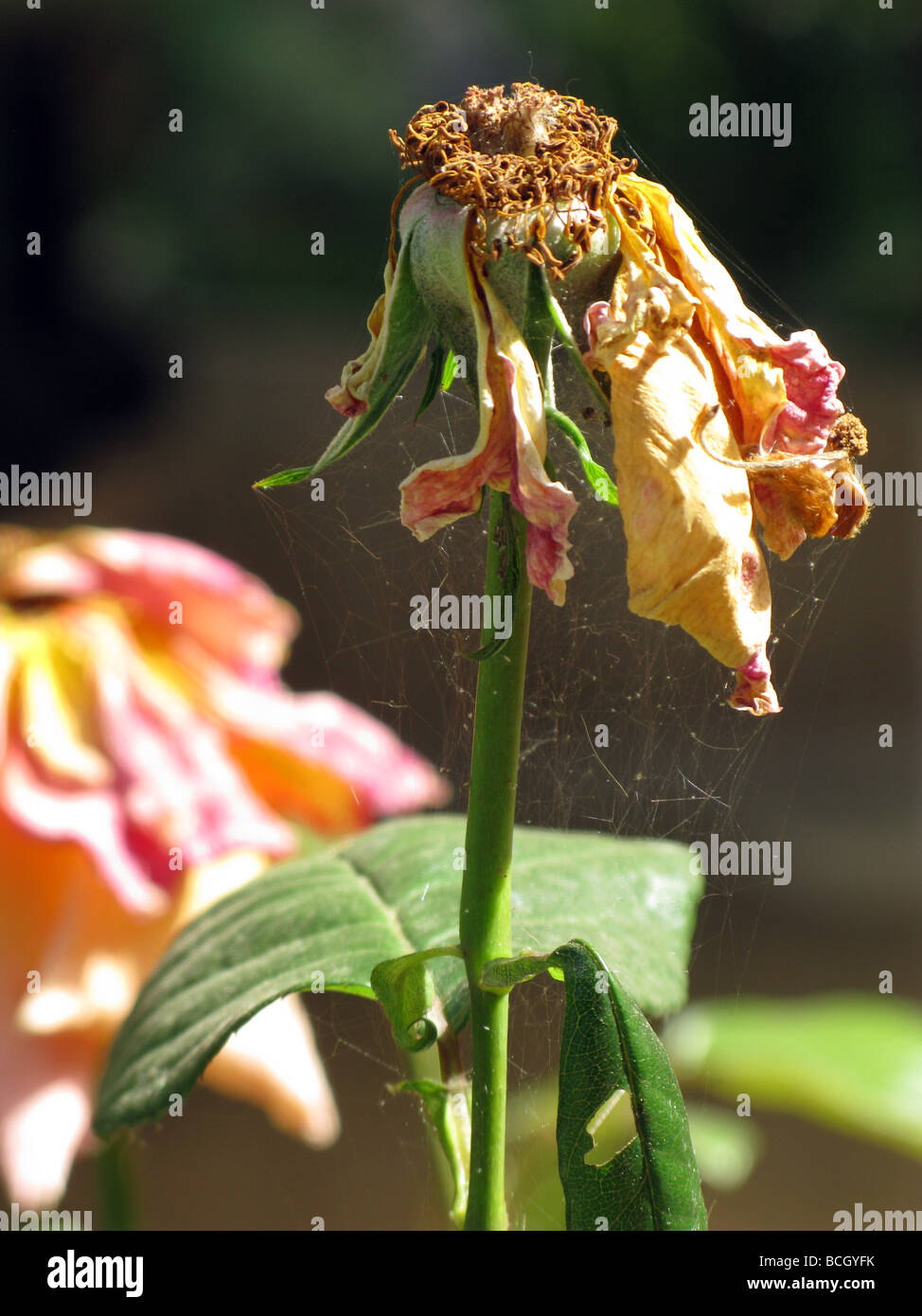 one single wilting pink red rose in garden Stock Photo - Alamy