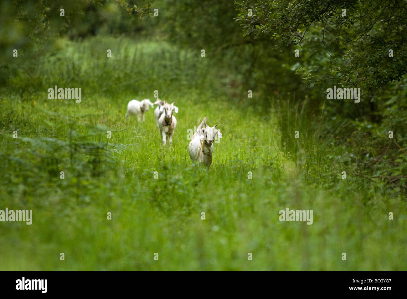 Three goats hi-res stock photography and images - Alamy