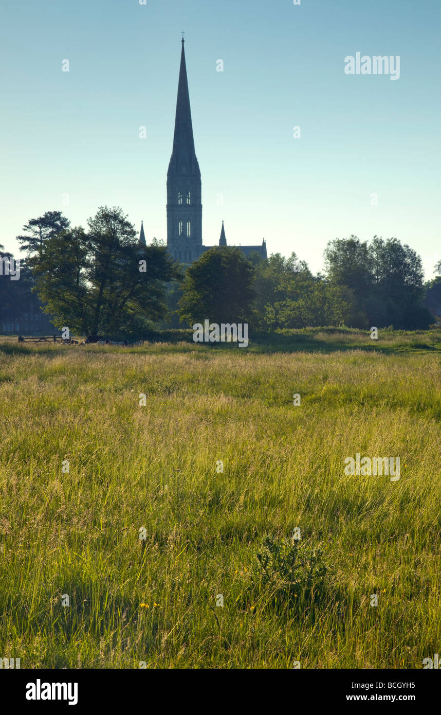 A view of Salisbury Cathedral taken from Harnham Water Meadows Stock ...