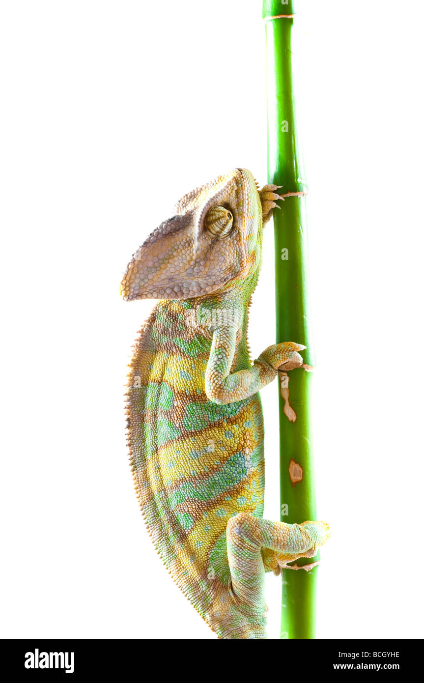 Chameleon on flower Isolation on white Stock Photo - Alamy