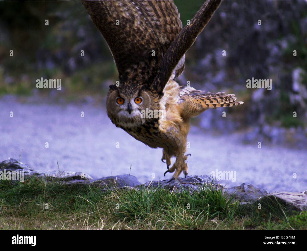 Worlds owls hi-res stock photography and images - Alamy