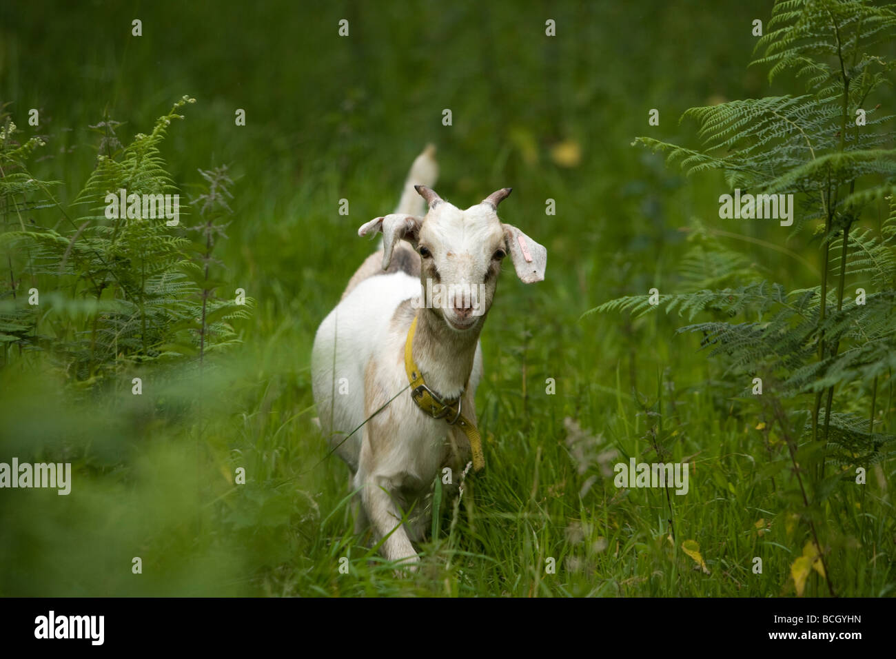 Goat walking hi-res stock photography and images - Alamy