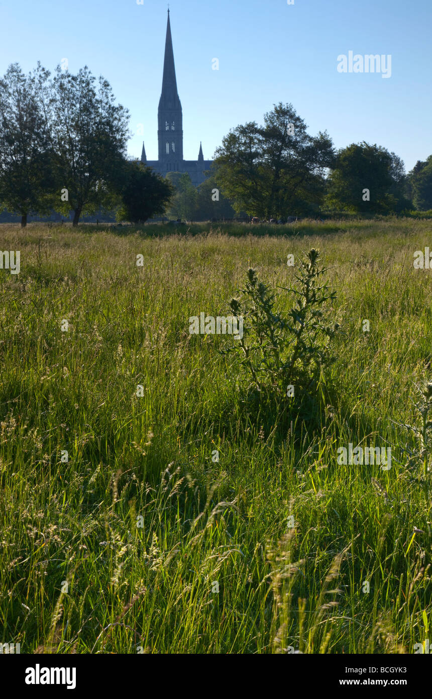 A view of Salisbury Cathedral taken from Harnham Water Meadows Stock ...
