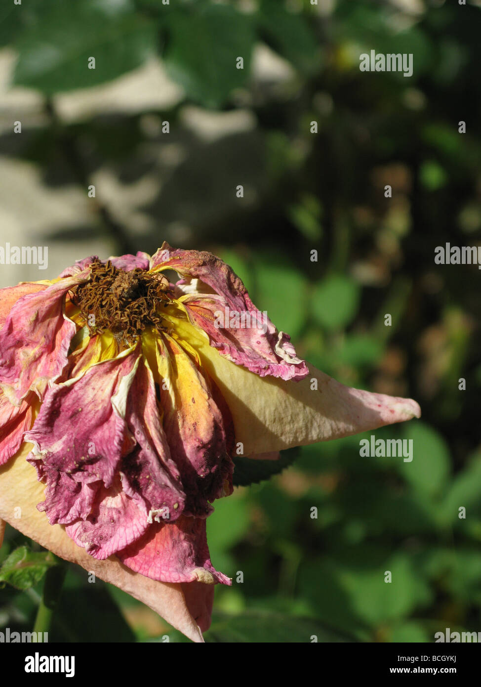 Wilting red rose on grass hi-res stock photography and images - Alamy